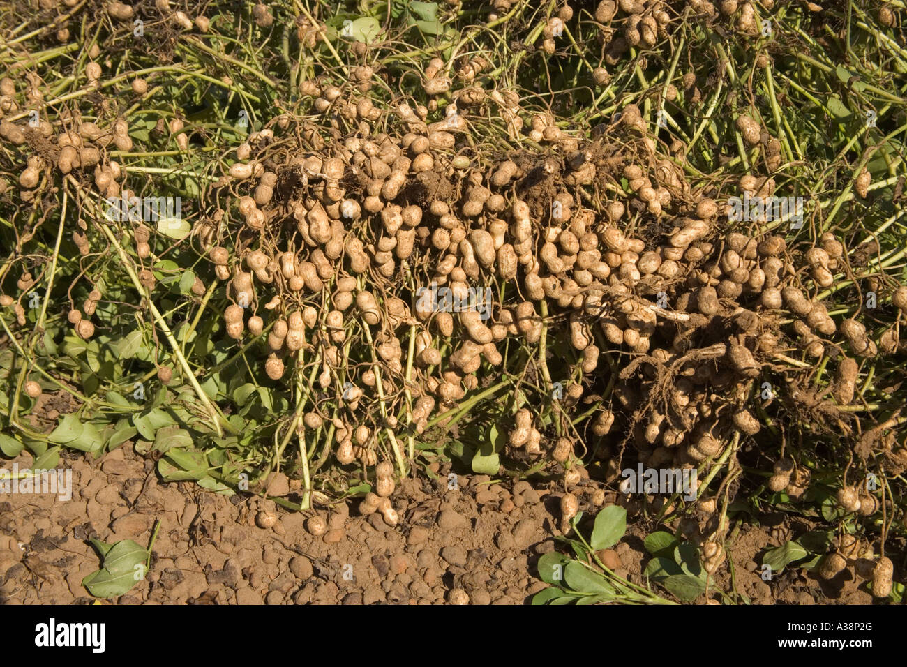 Georgia fruit and nut harvest hi-res stock photography and images - Alamy