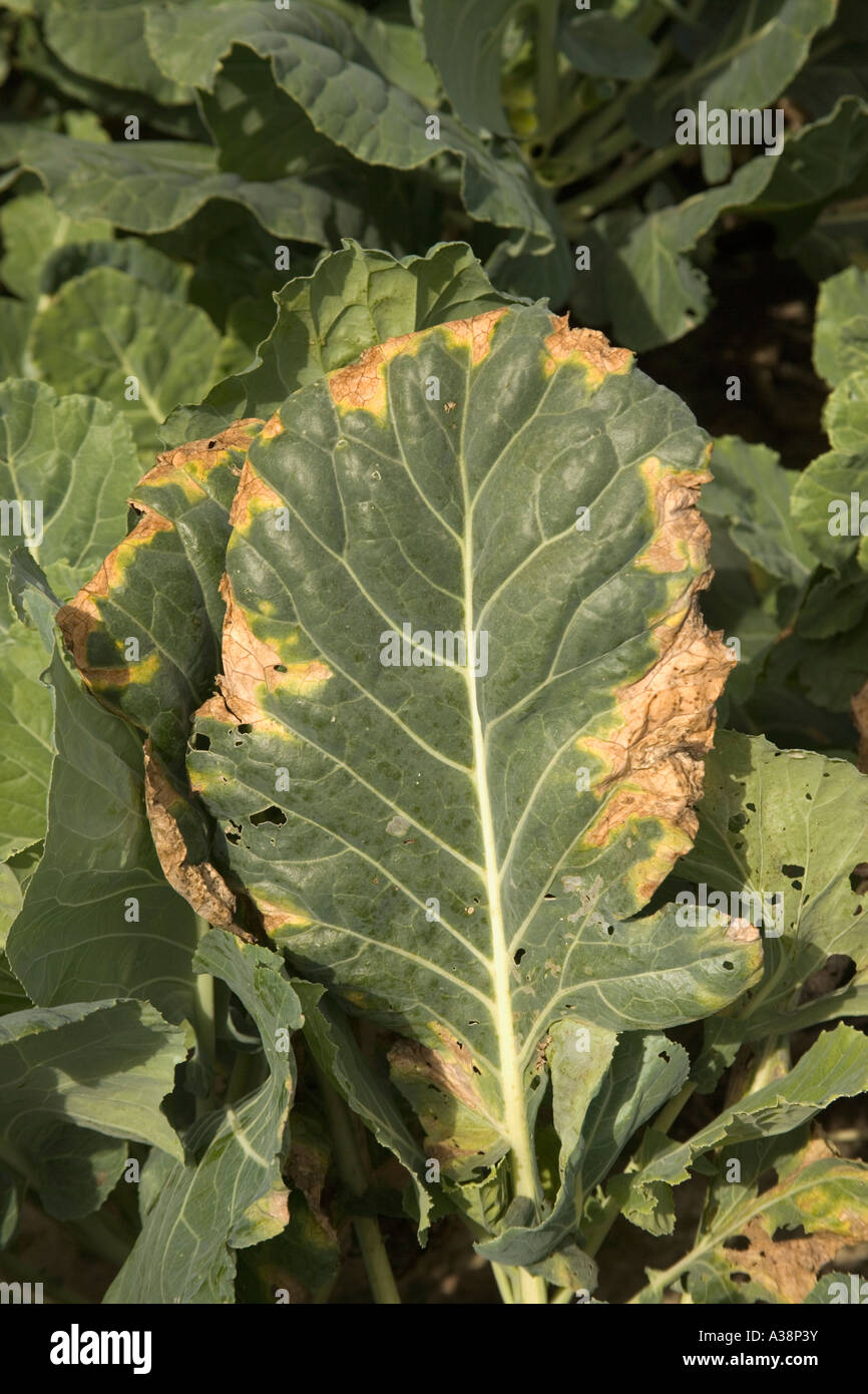 Black rot disease hi-res stock photography and images - Alamy