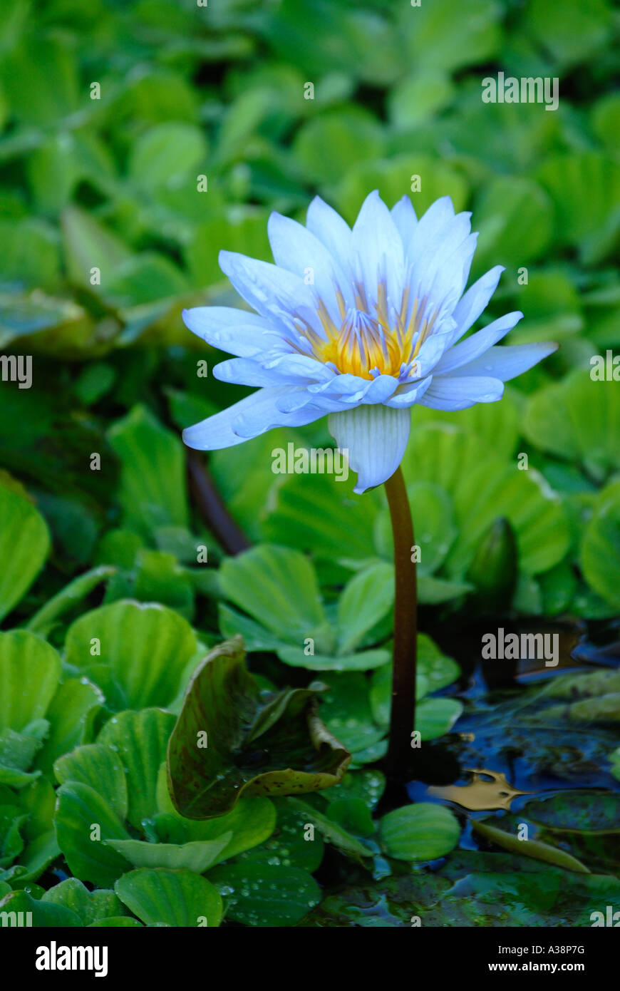 Polen flower lily hi-res stock photography and images - Alamy