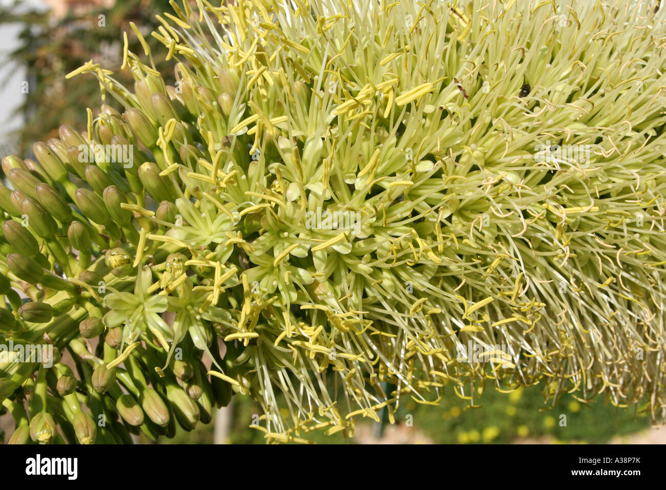 Agave attenuata Foxtail or Swans neck Agave blossom Algarve Portugal ...