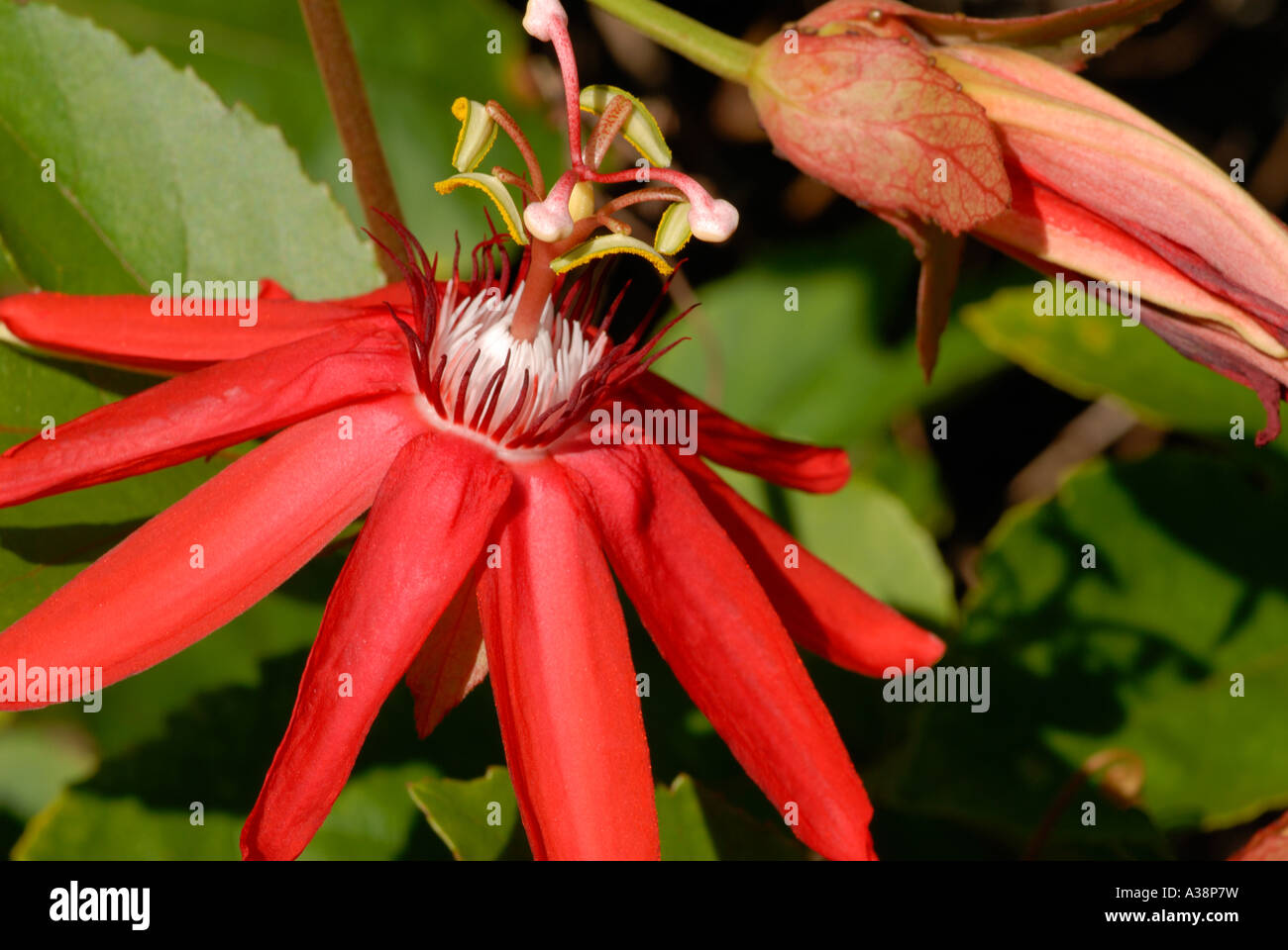 Red Passion Flower Stock Photo - Alamy
