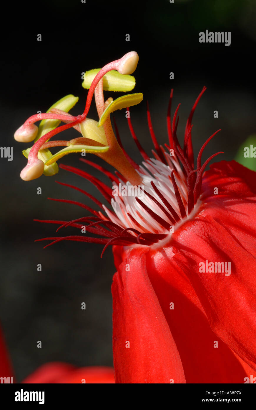 Red Passion Flower Stock Photo - Alamy