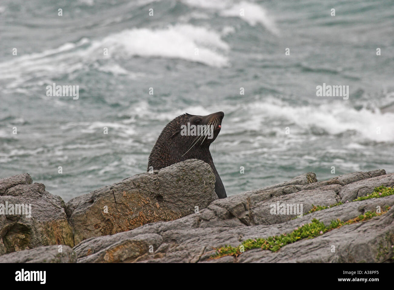 Seal looking over rock Stock Photo - Alamy
