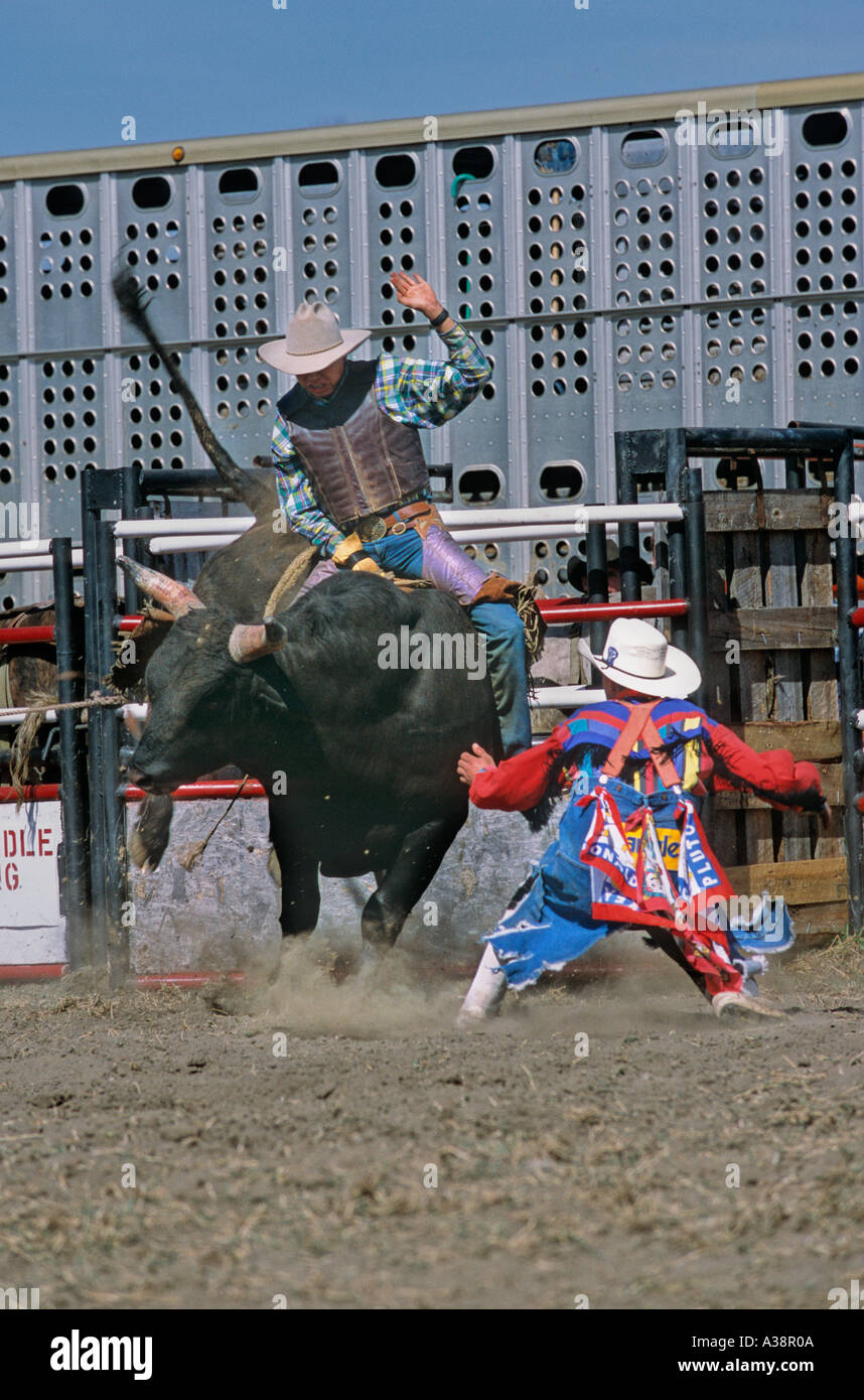 Bull Rider 25 Stock Photo - Alamy