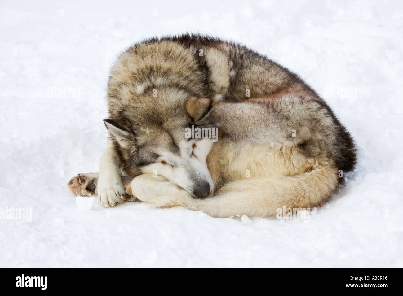 Dog sleeping on snow Stock Photo - Alamy