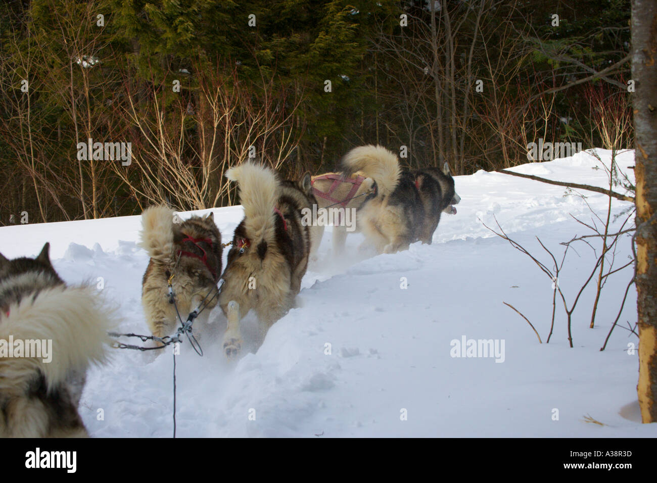 Sled dog team in action Stock Photo - Alamy