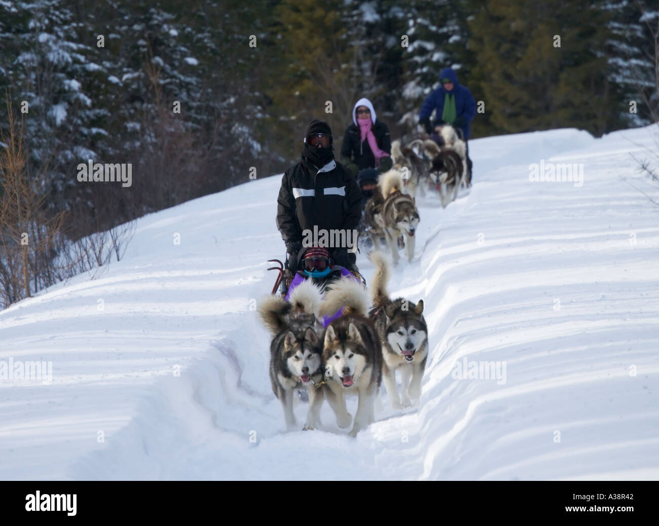 Dog sled team in action Stock Photo - Alamy