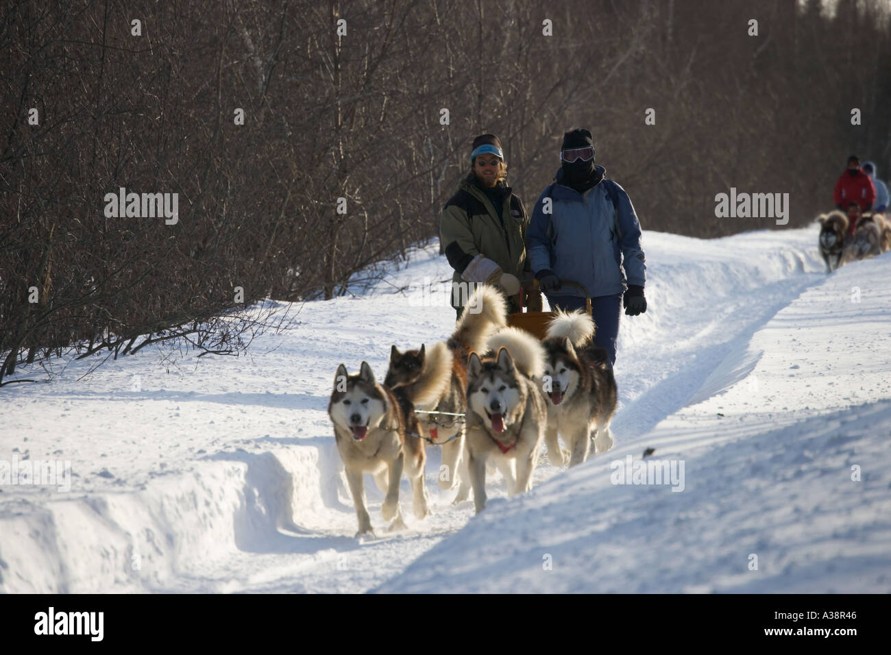 Dog sled team in action Stock Photo - Alamy