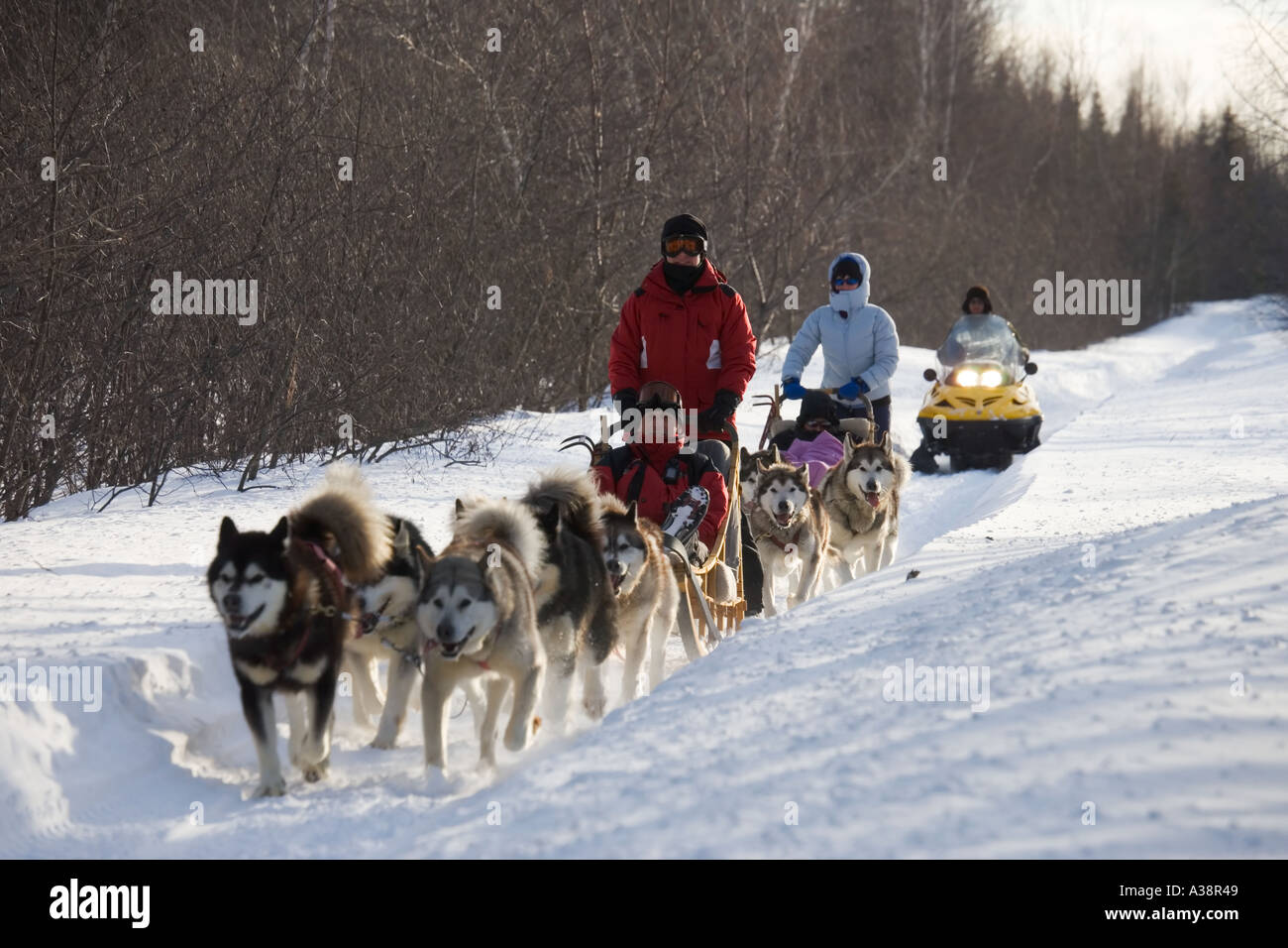 Dog sled team in action Stock Photo - Alamy
