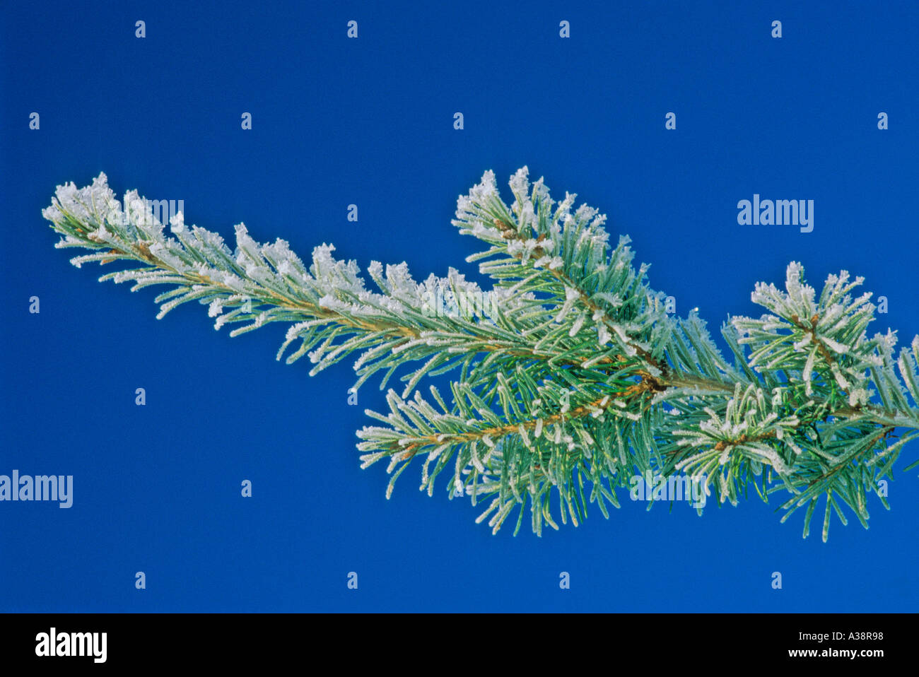 Frosted fir branches close up hi-res stock photography and images - Alamy