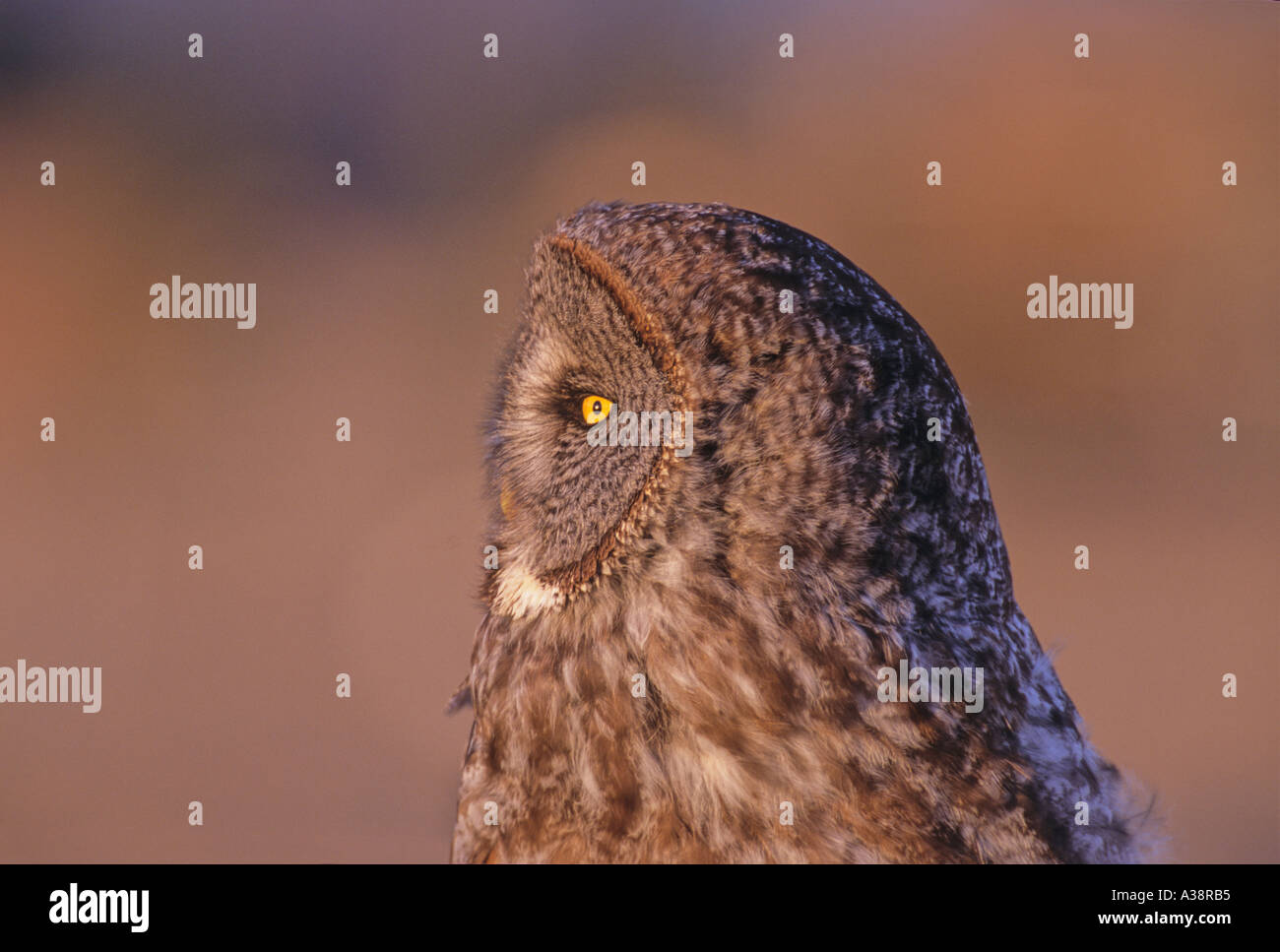 Side of owl face hi-res stock photography and images - Alamy