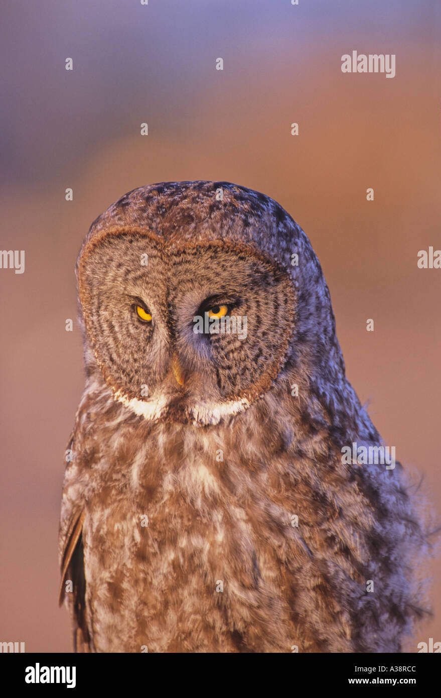 Nature bird portrait hi-res stock photography and images - Alamy