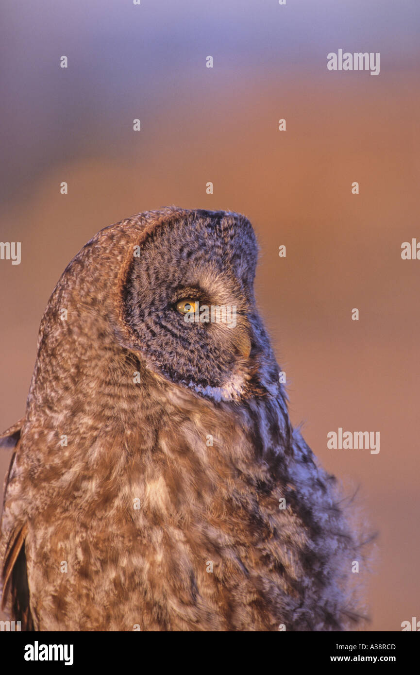 Side view of an owl hi-res stock photography and images - Alamy