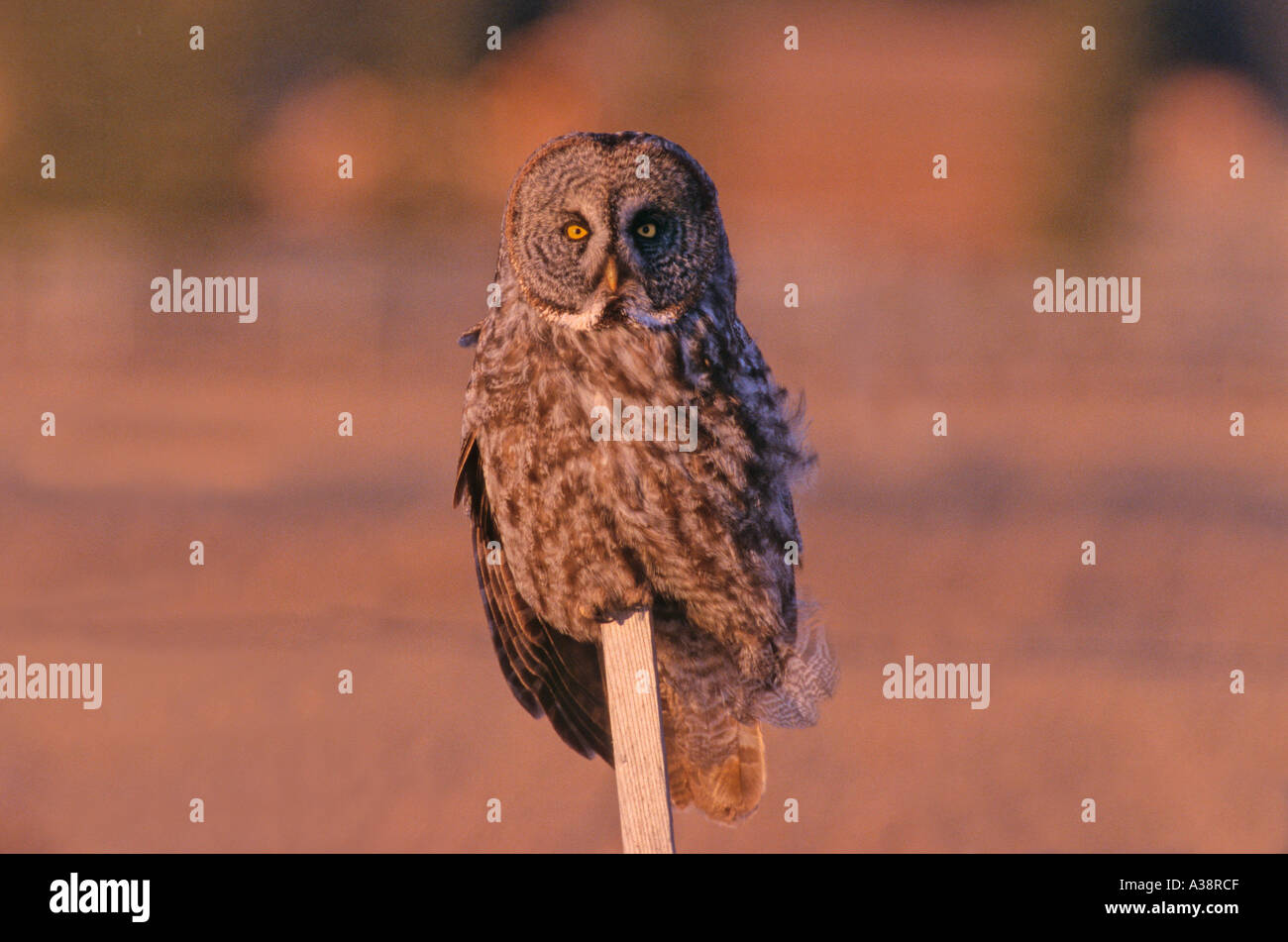 Great grey owl front view hi-res stock photography and images - Alamy