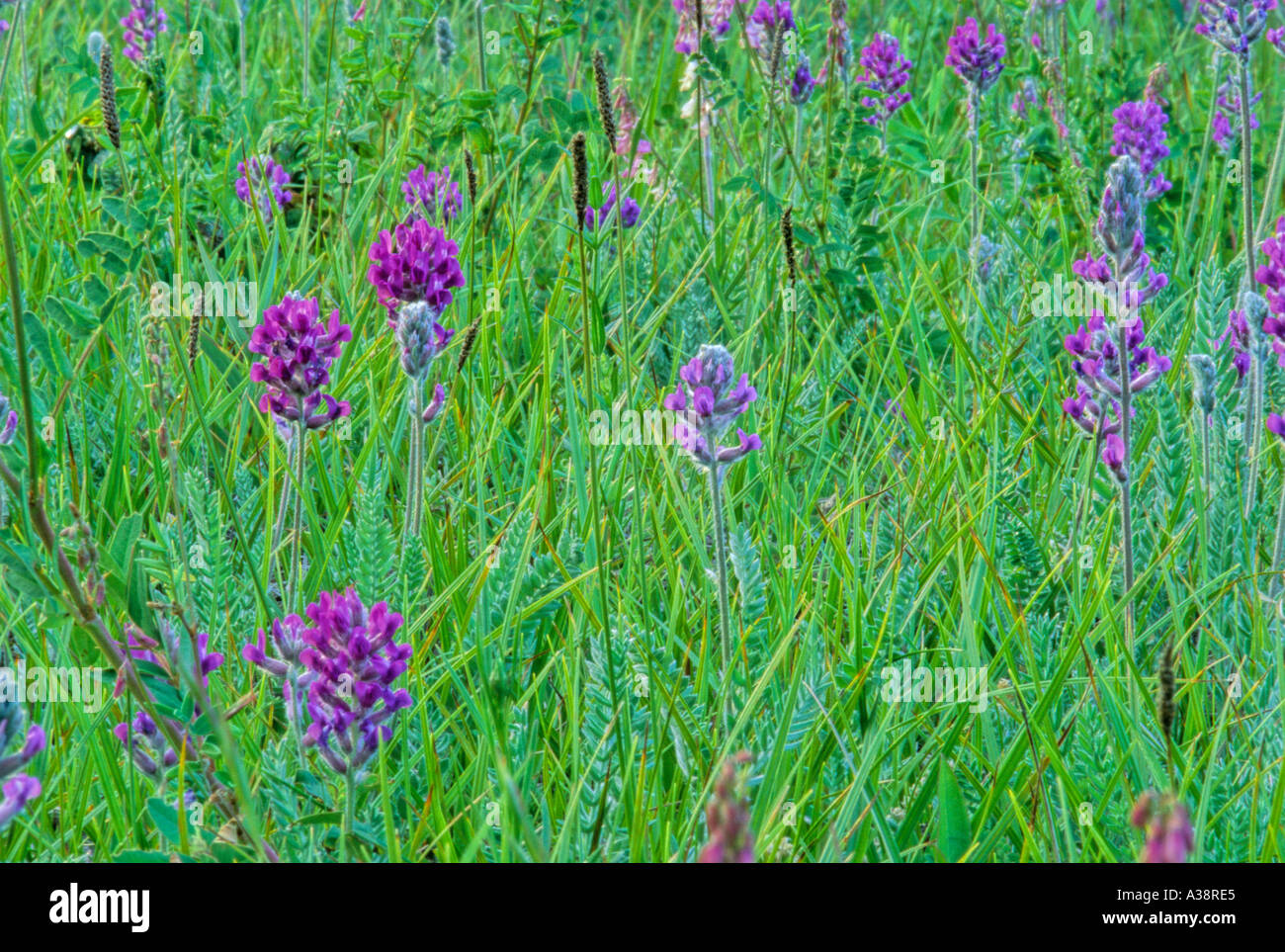 Meadow Grasses 4 Stock Photo - Alamy