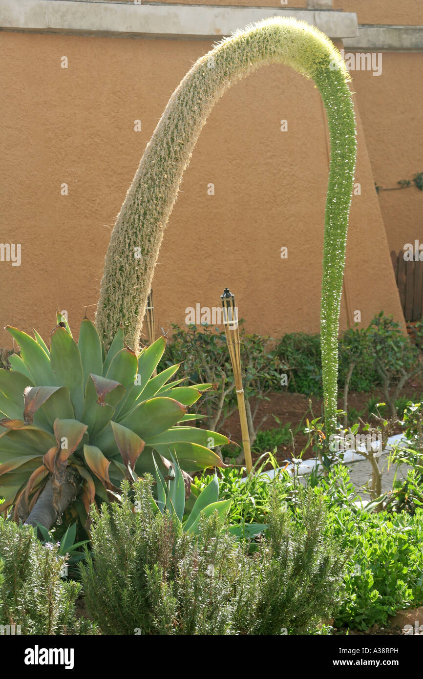 Agave attenuata Foxtail Agave Algarve Portugal Stock Photo - Alamy
