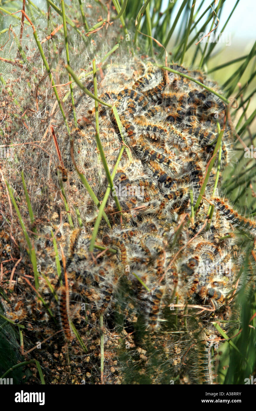 Pine procession caterpillars hi-res stock photography and images - Alamy