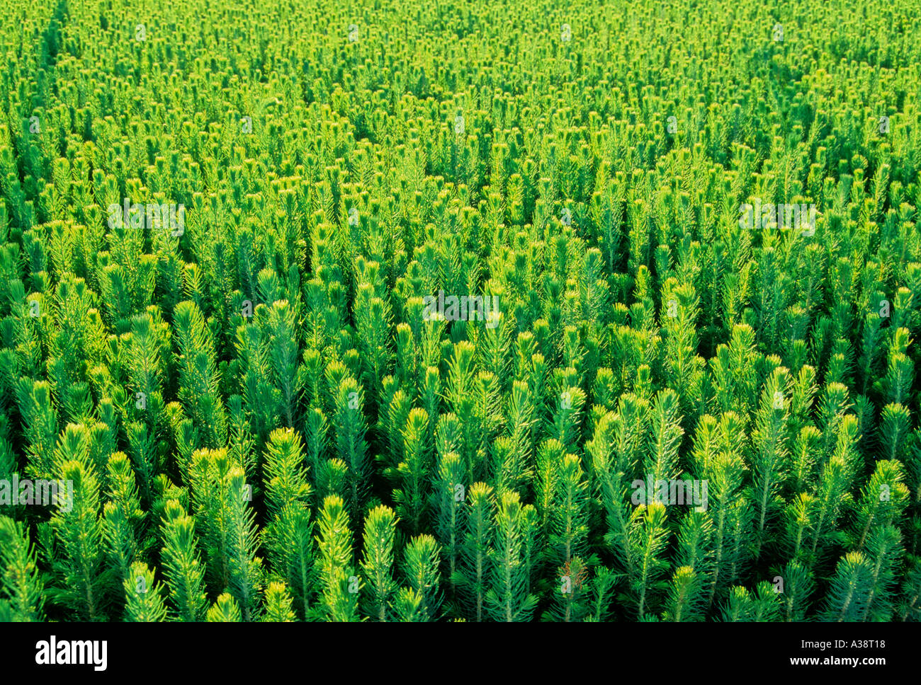 Tree seedlings british columbia hi-res stock photography and images - Alamy