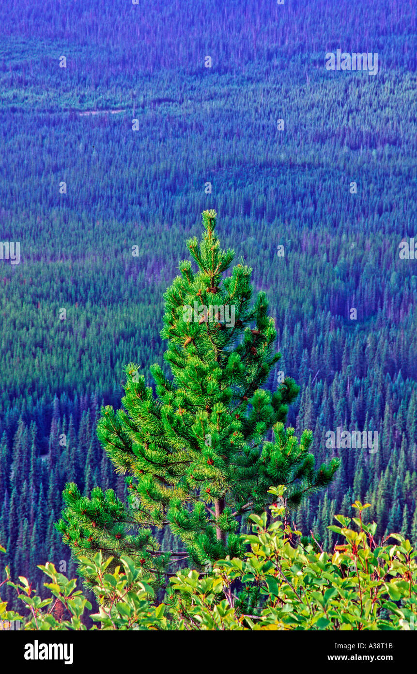 Pine Tree 50 Stock Photo - Alamy