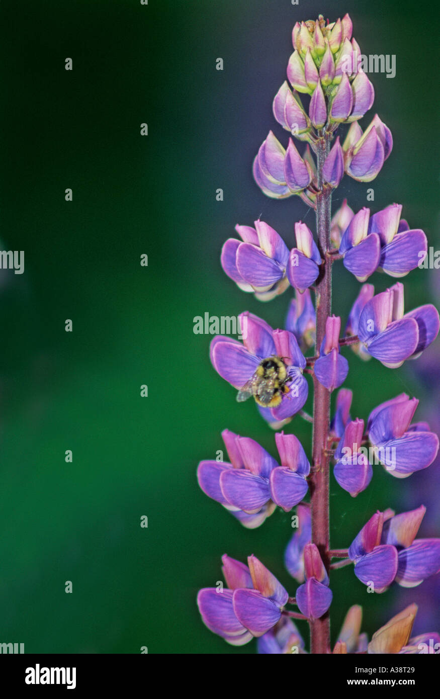 Purple nectar plant hi-res stock photography and images - Alamy