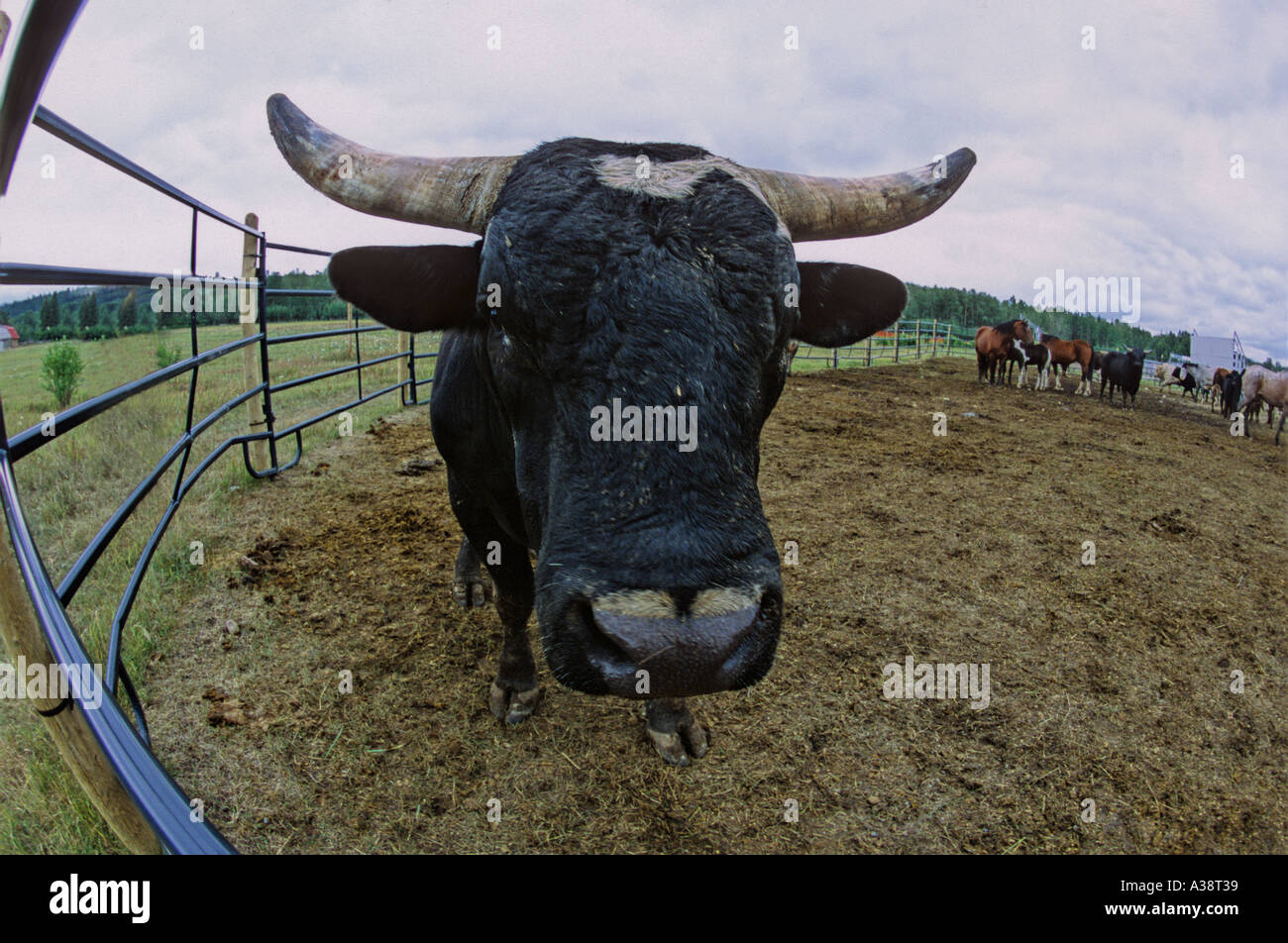 Rodeo Bull 55 Stock Photo - Alamy