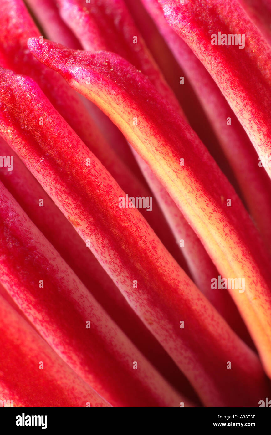 macro image of magnolia flower parts Stock Photo - Alamy