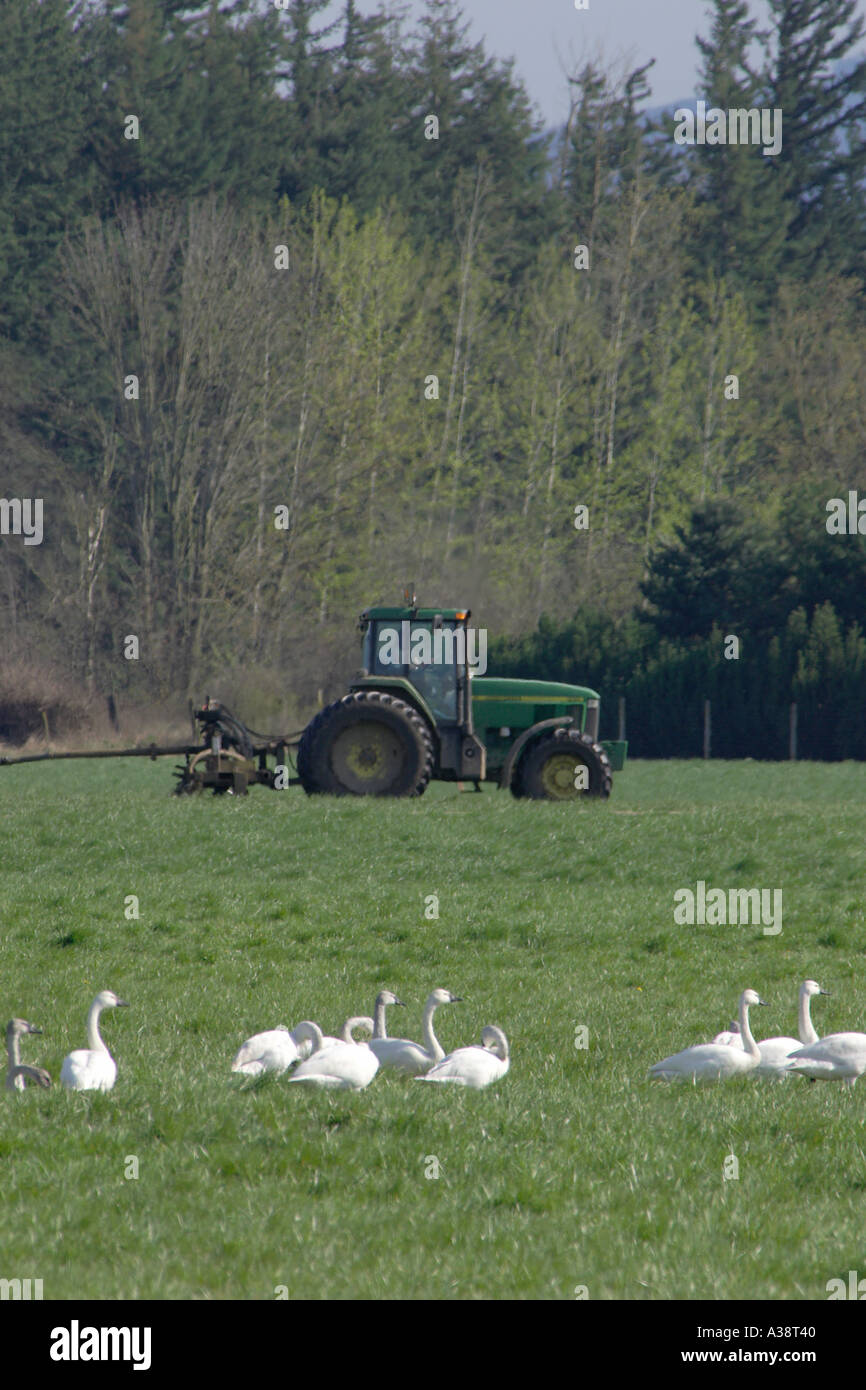 trumpeter swans washington state Stock Photo - Alamy