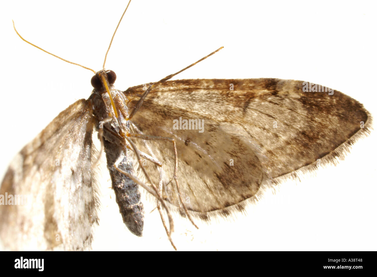 Dead moth hi-res stock photography and images - Alamy