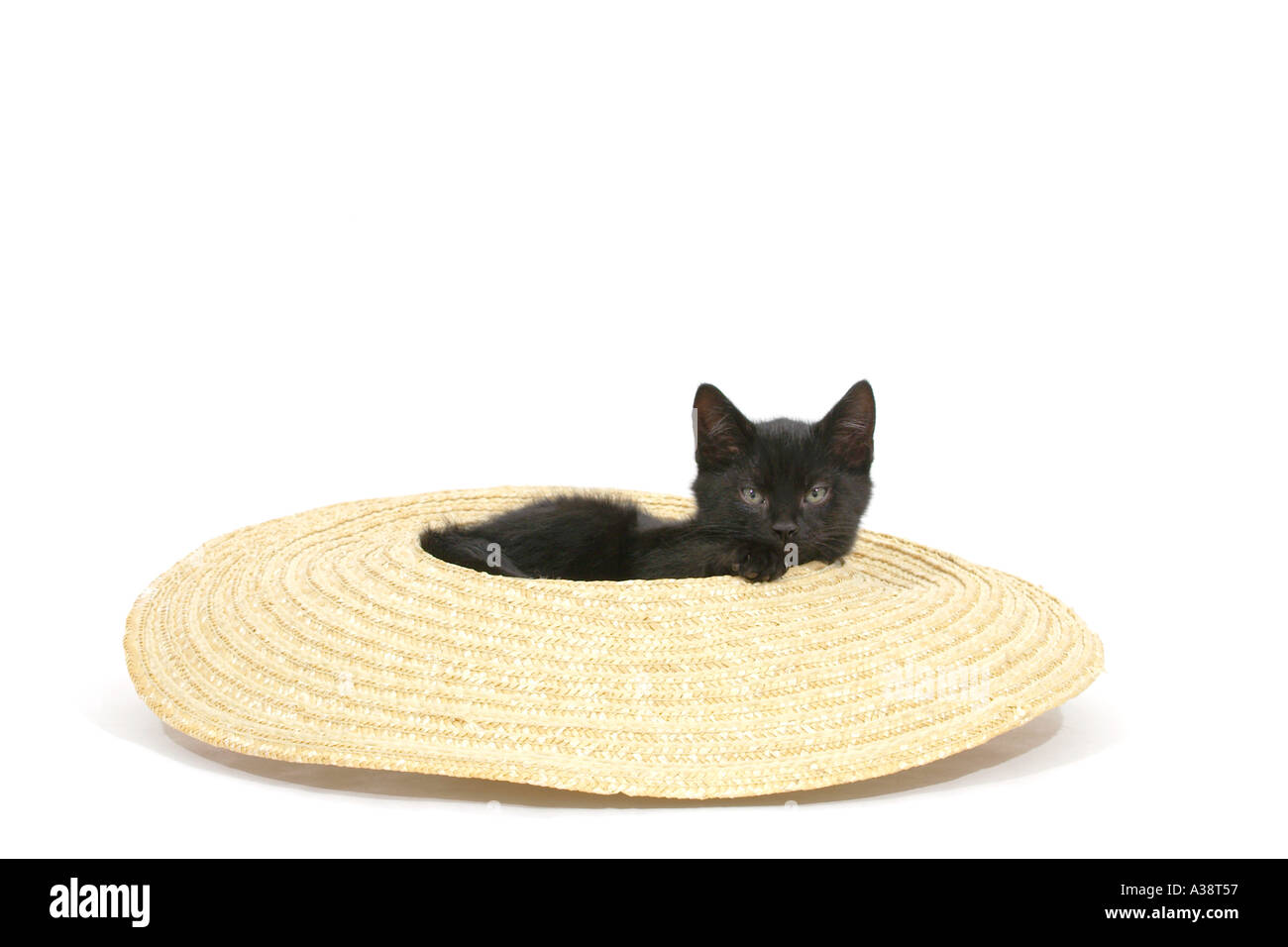 cat in a hat Stock Photo - Alamy