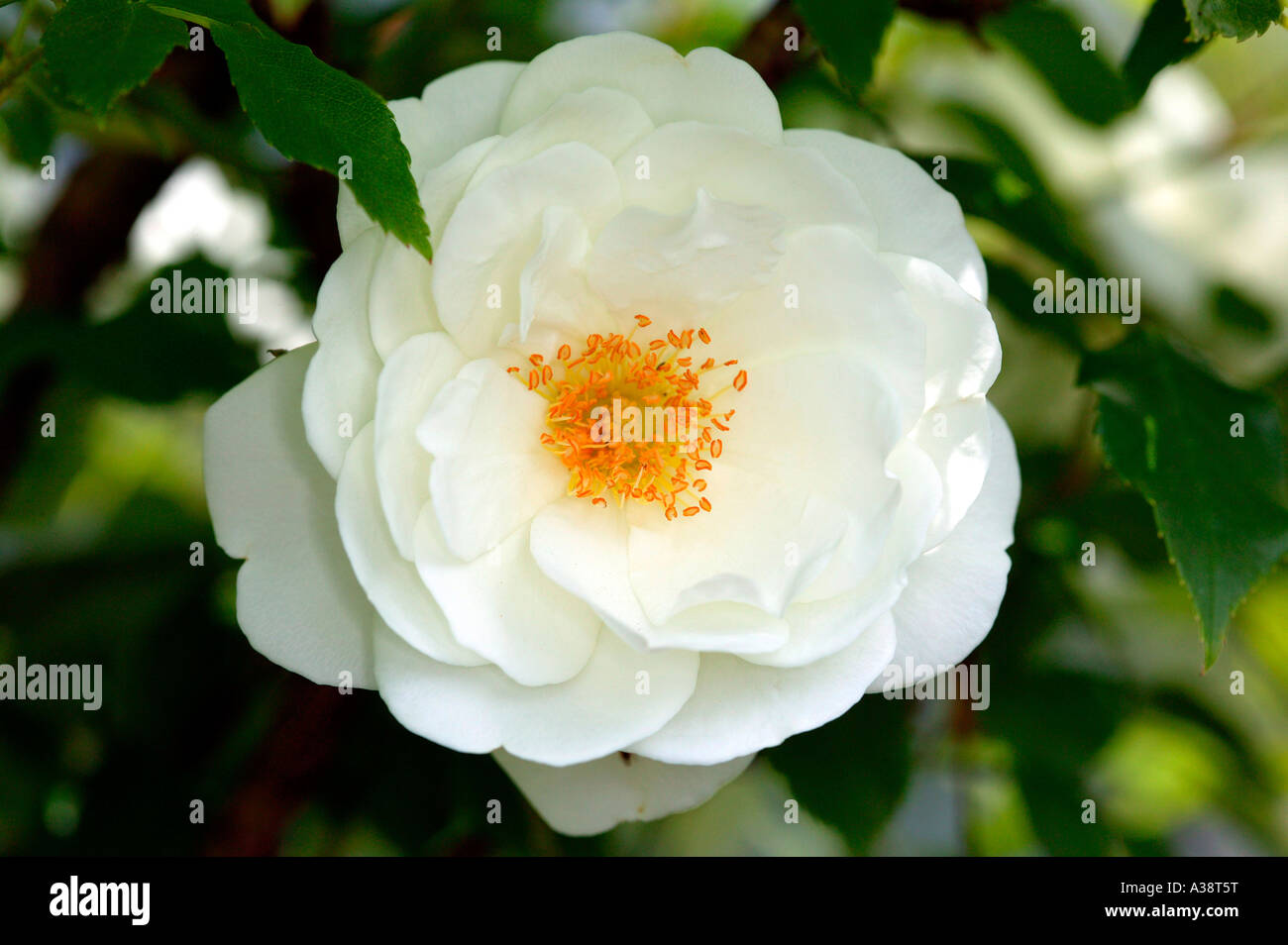 Weisse rose hi-res stock photography and images - Alamy