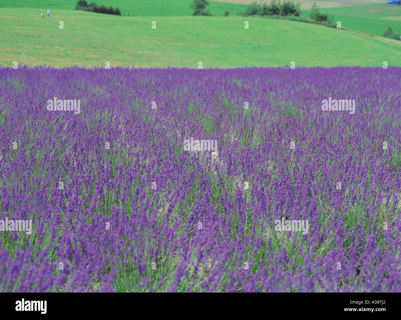 Purple lavenda hi-res stock photography and images - Alamy