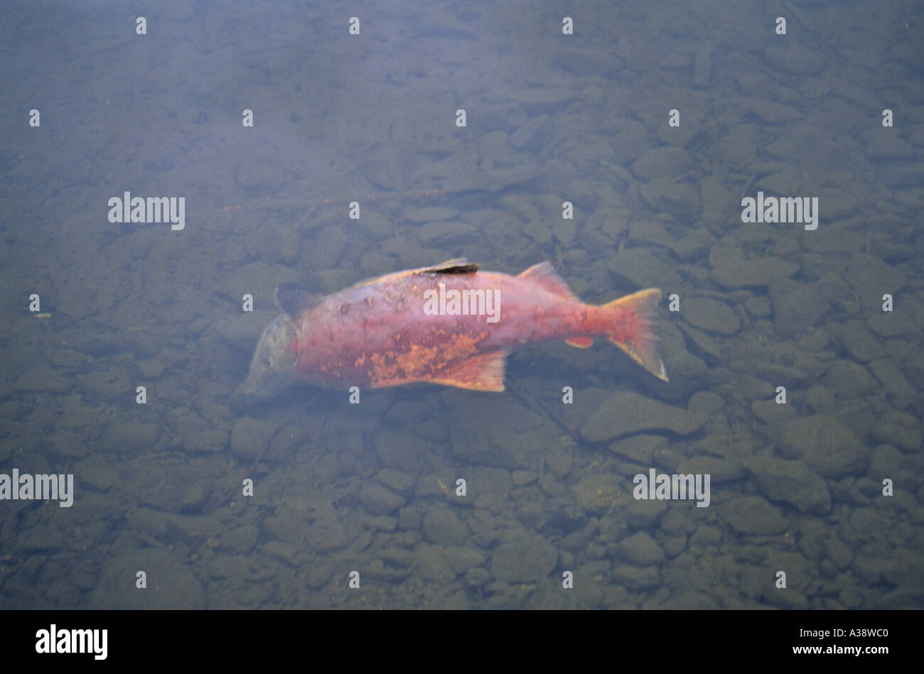 End of life cycle of salmon hi-res stock photography and images - Alamy