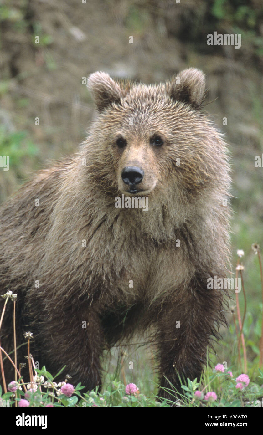 Grizzly Bear 60 Stock Photo - Alamy