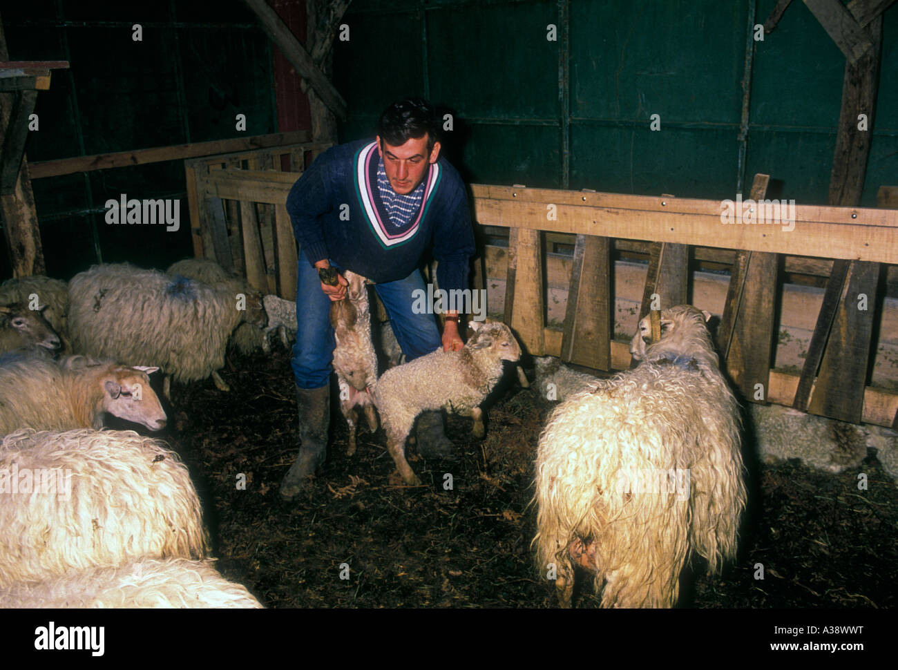 French Basque man, shepherd, separating lambs from ewes, lambs, ewes ...