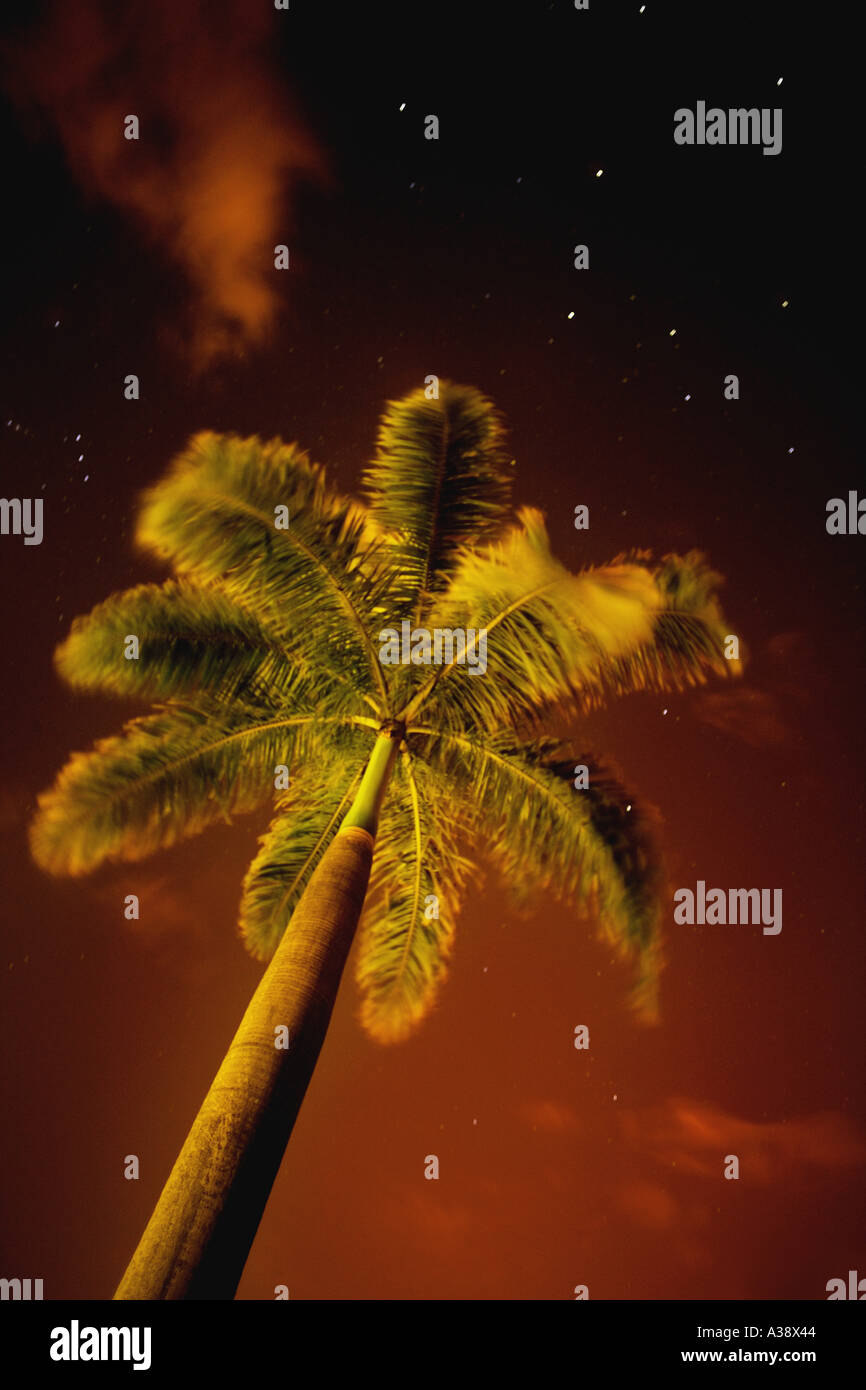 Tropical palm tree at night Stock Photo - Alamy