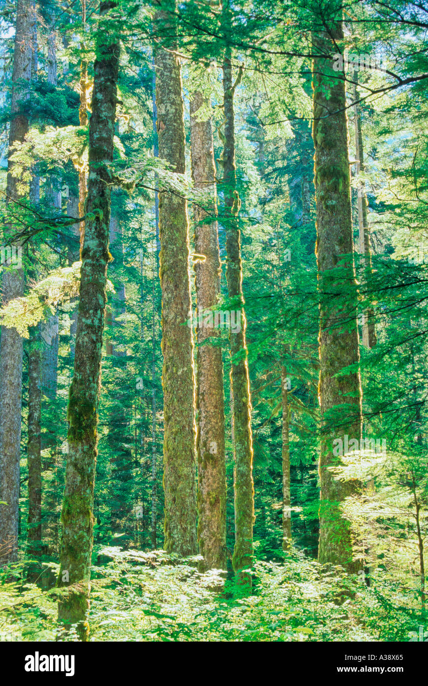 Pacific Coast Rain Forest 5 Stock Photo - Alamy