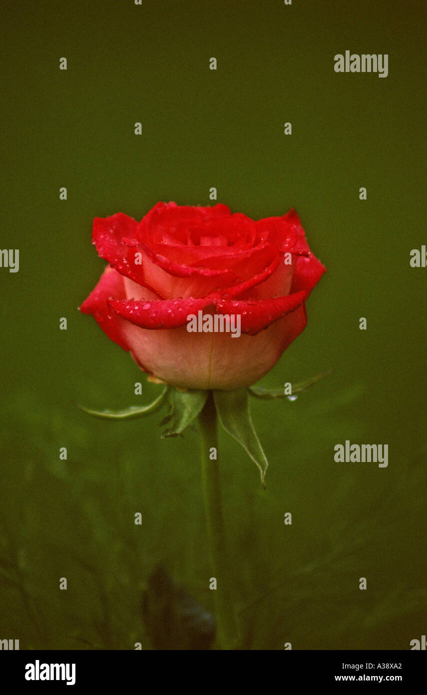 One Red Rose Stock Photo - Alamy