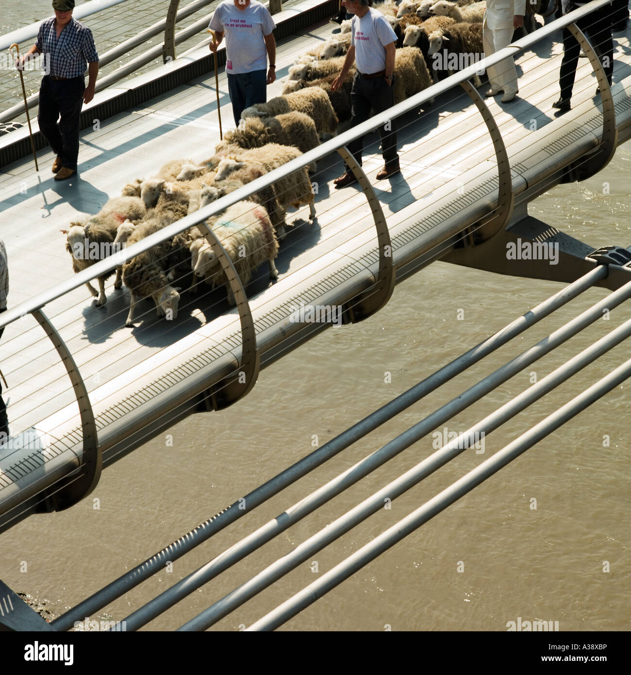 Sheep crossing the Millennium Bridge over the River Thames London ...