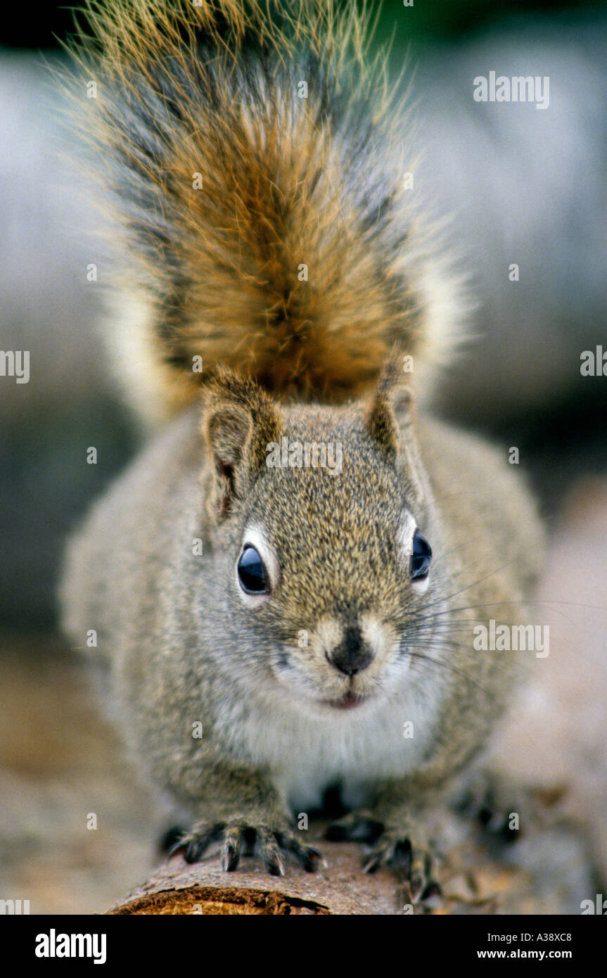 5 squirrels hi-res stock photography and images - Alamy