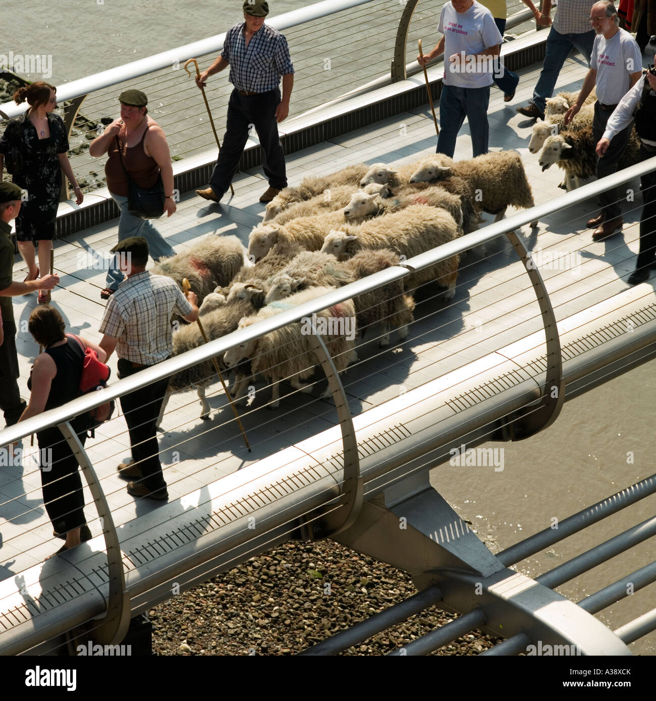 Sheep rustling uk hi-res stock photography and images - Alamy