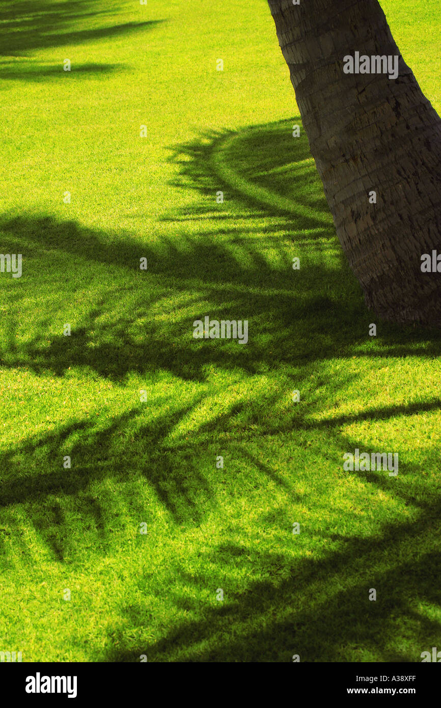 Silhouette of palm branch Stock Photo - Alamy