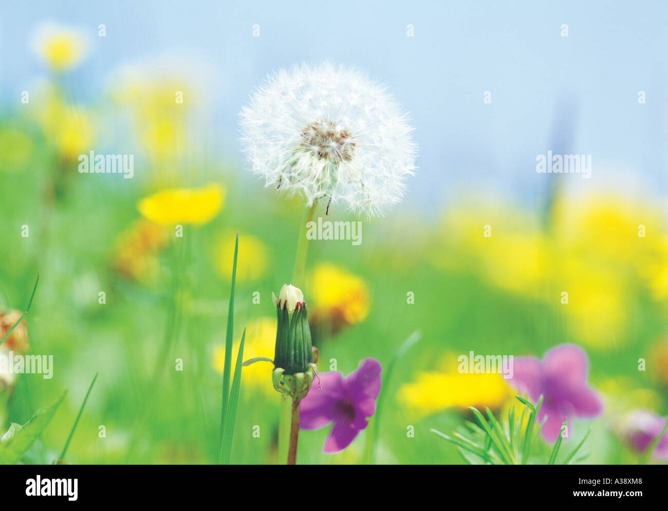 Dande hi-res stock photography and images - Alamy