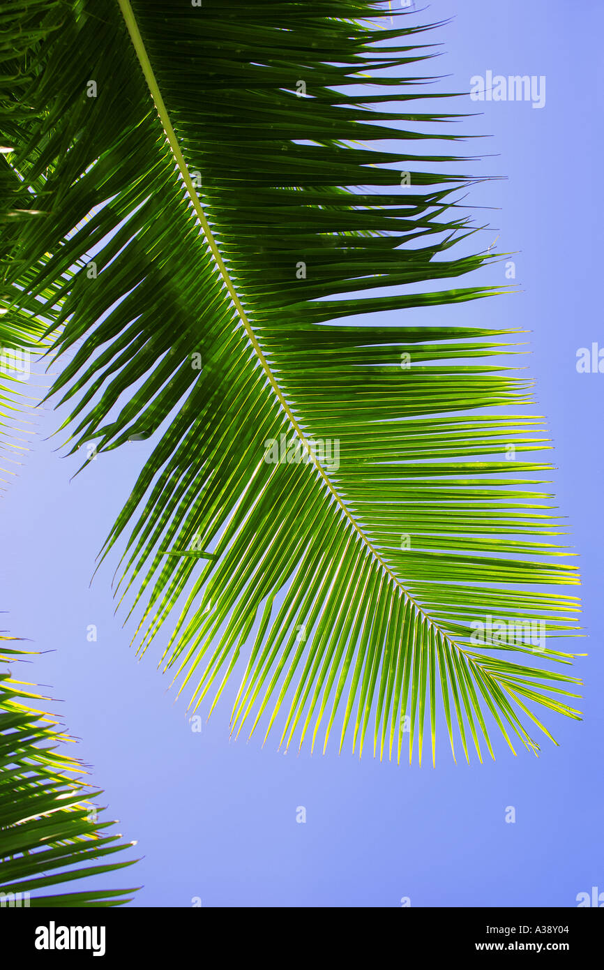Pointy palm leaf hi-res stock photography and images - Alamy