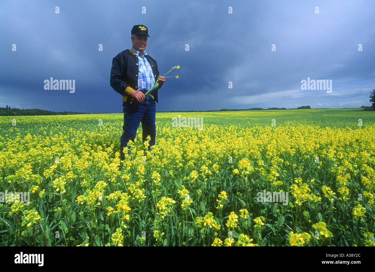 Farmer inspecting the crop Stock Photo - Alamy