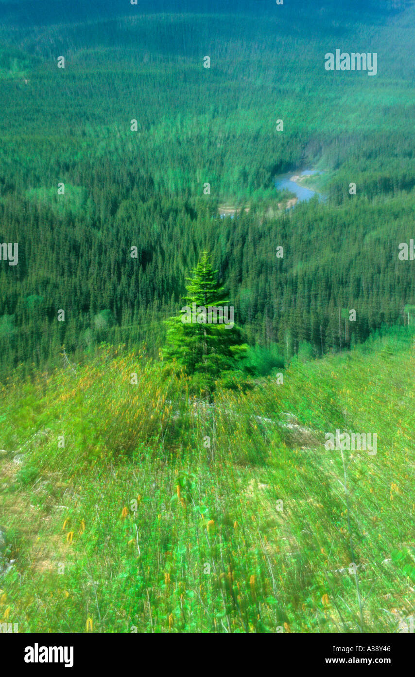 Zooming into forest hi-res stock photography and images - Alamy