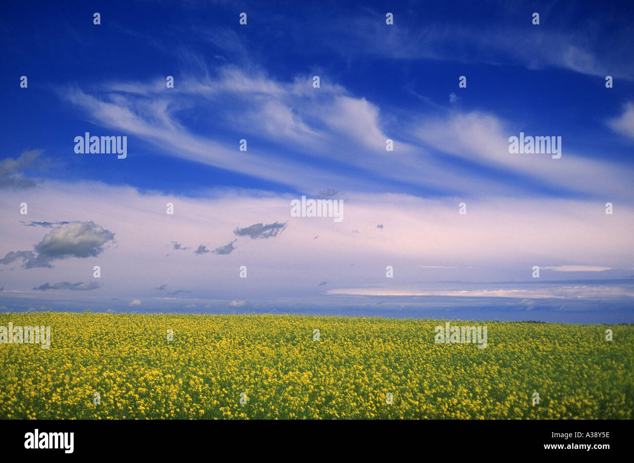 Landscape of field and sky Stock Photo - Alamy