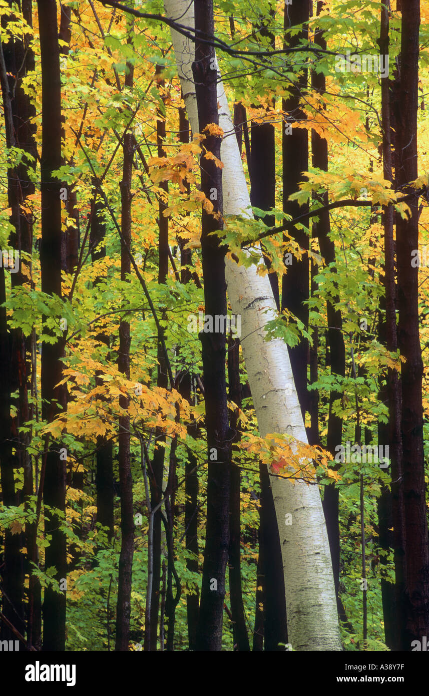 Tall trees in a forest Stock Photo - Alamy