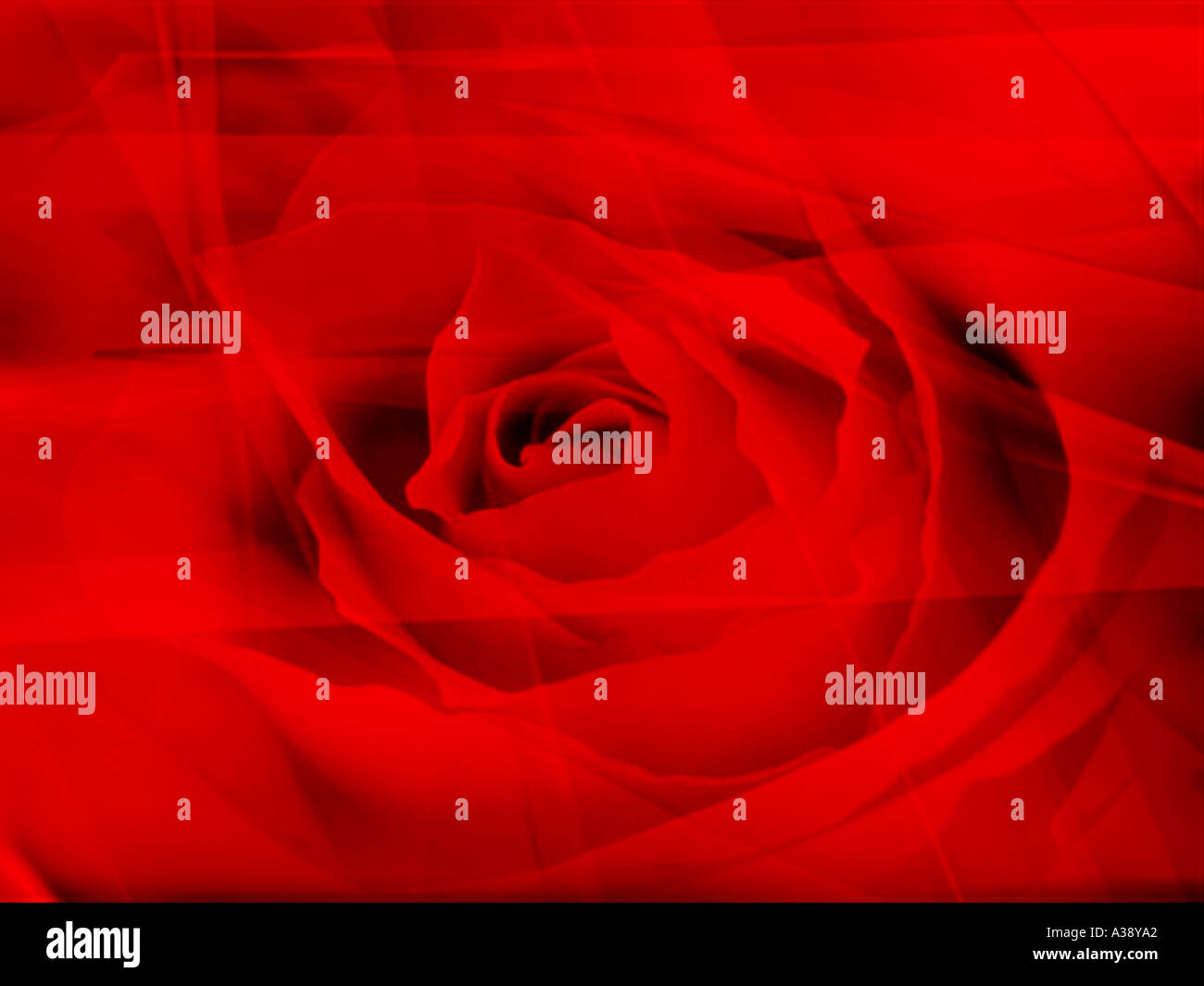 Red rose vermillion hi-res stock photography and images - Alamy