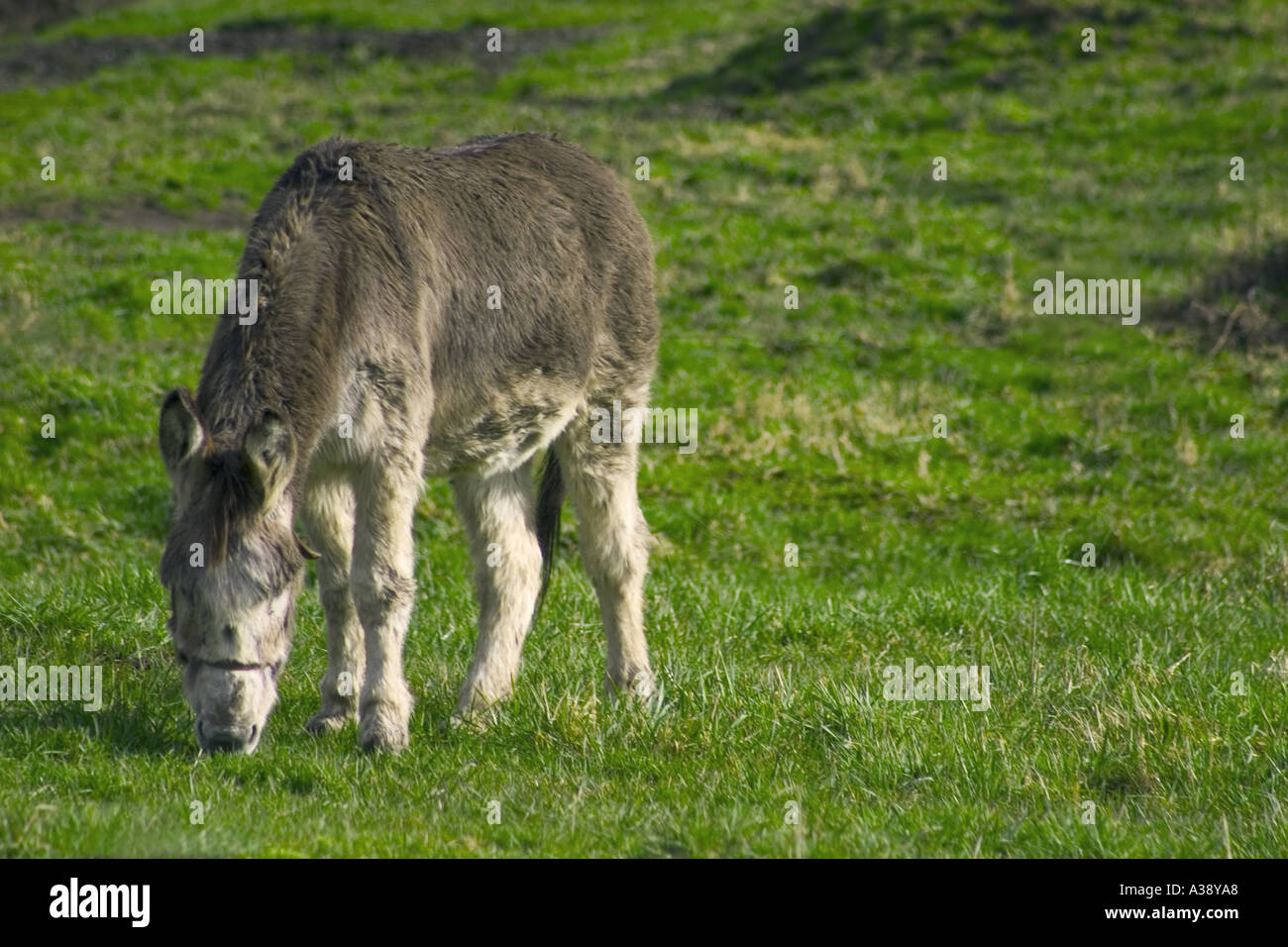 Gray donkey grazing Stock Photo - Alamy