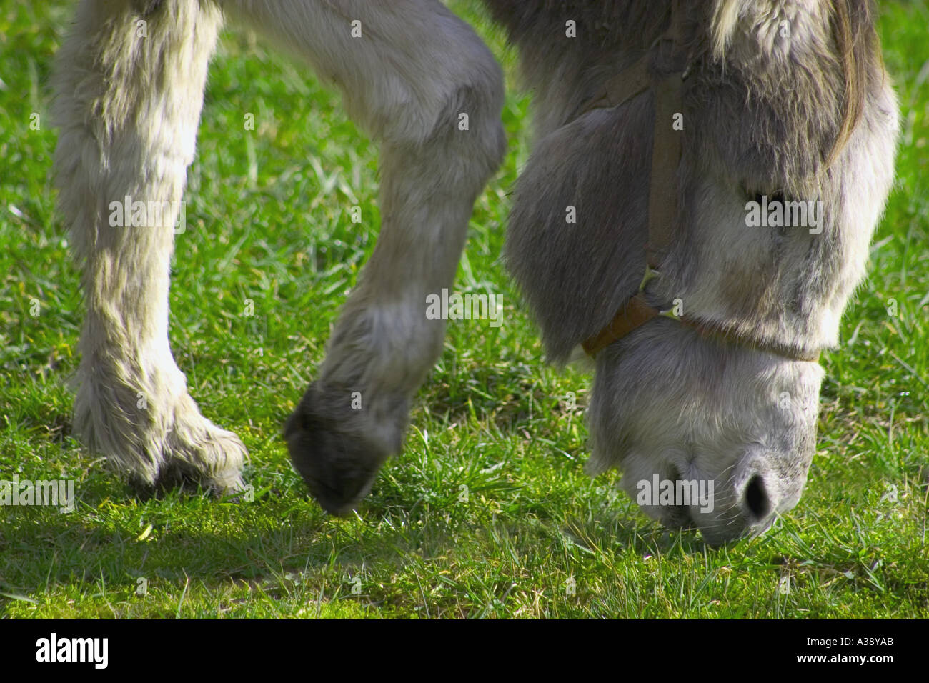 Gray donkey grazing Stock Photo - Alamy